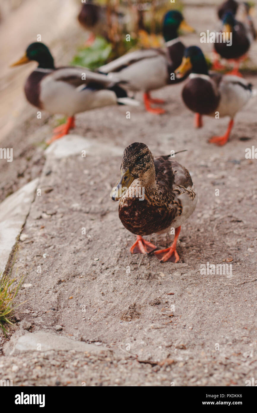 ducks, a lot of ducks on land and in water Stock Photo - Alamy