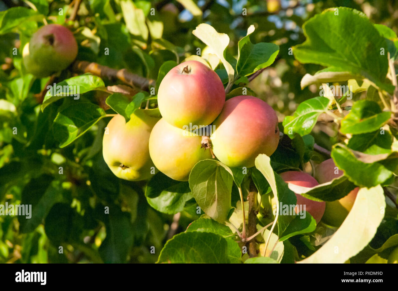 Ripe apples on tree Stock Photo - Alamy