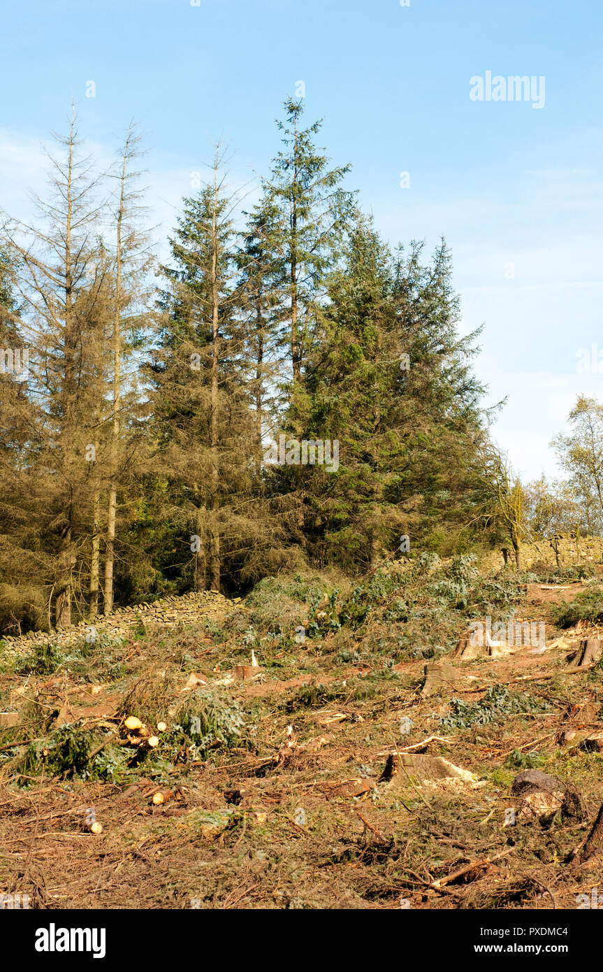 Unsafe trees hi-res stock photography and images - Alamy