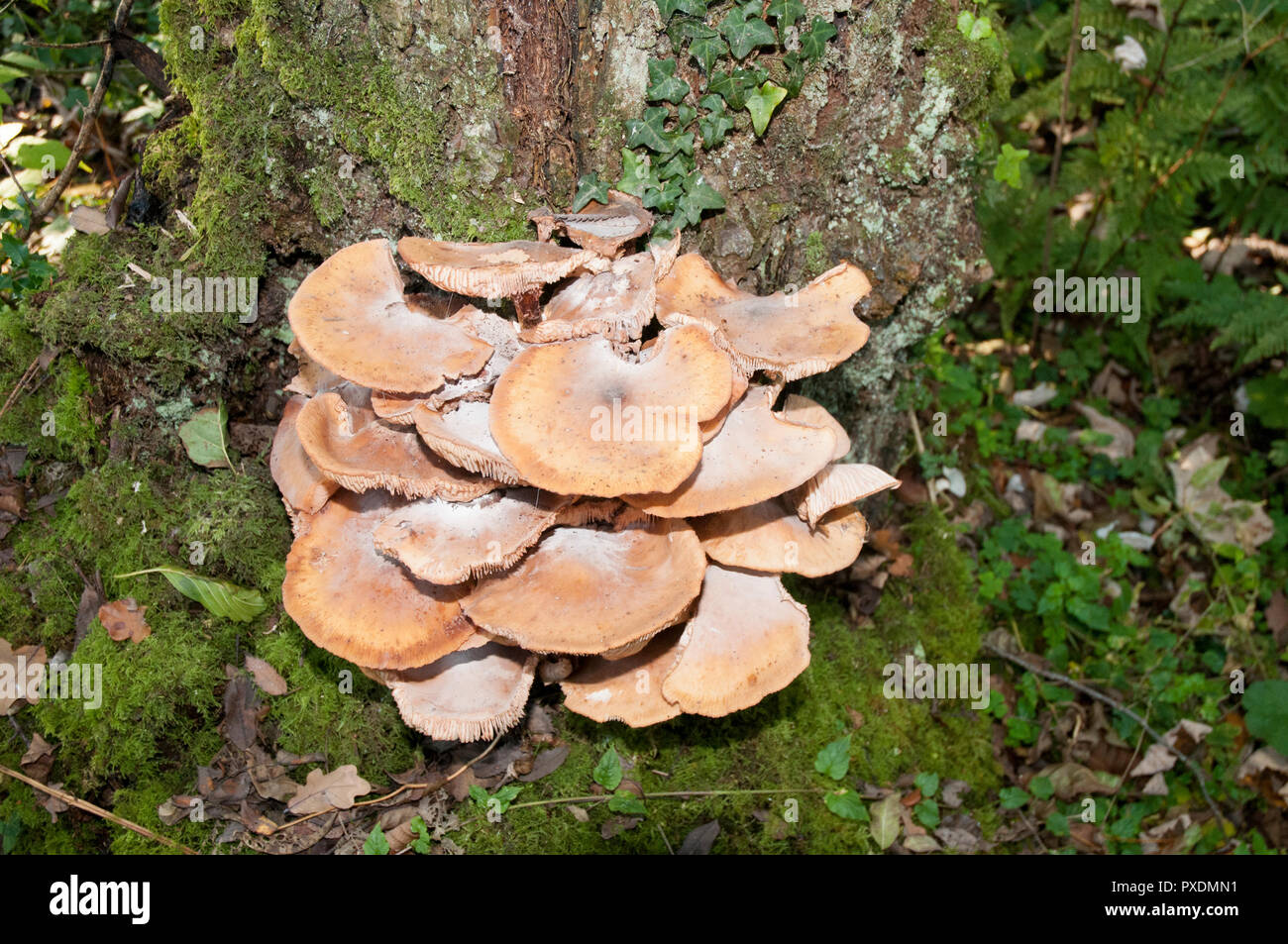 Fungi Pleurotus cornucopiae growing on tree trunk Stock Photo - Alamy