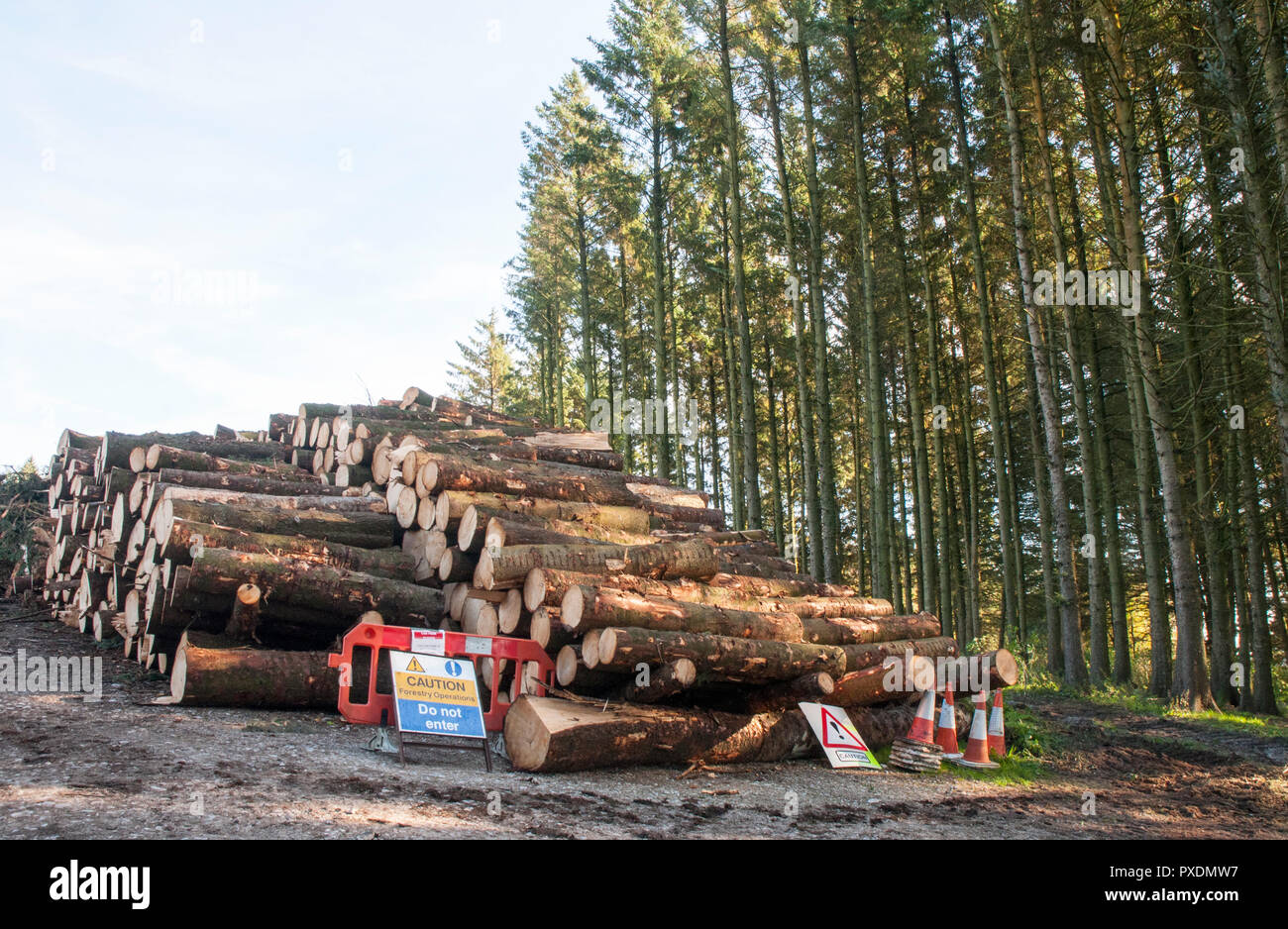 Stacks of cut up tree trunks after being felled due to being unsafe ...