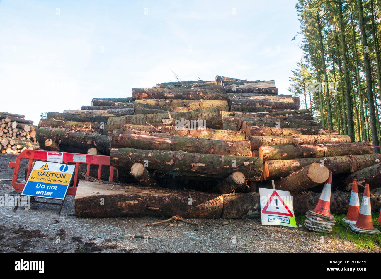 Stacks of cut up tree trunks after being felled due to being unsafe ...