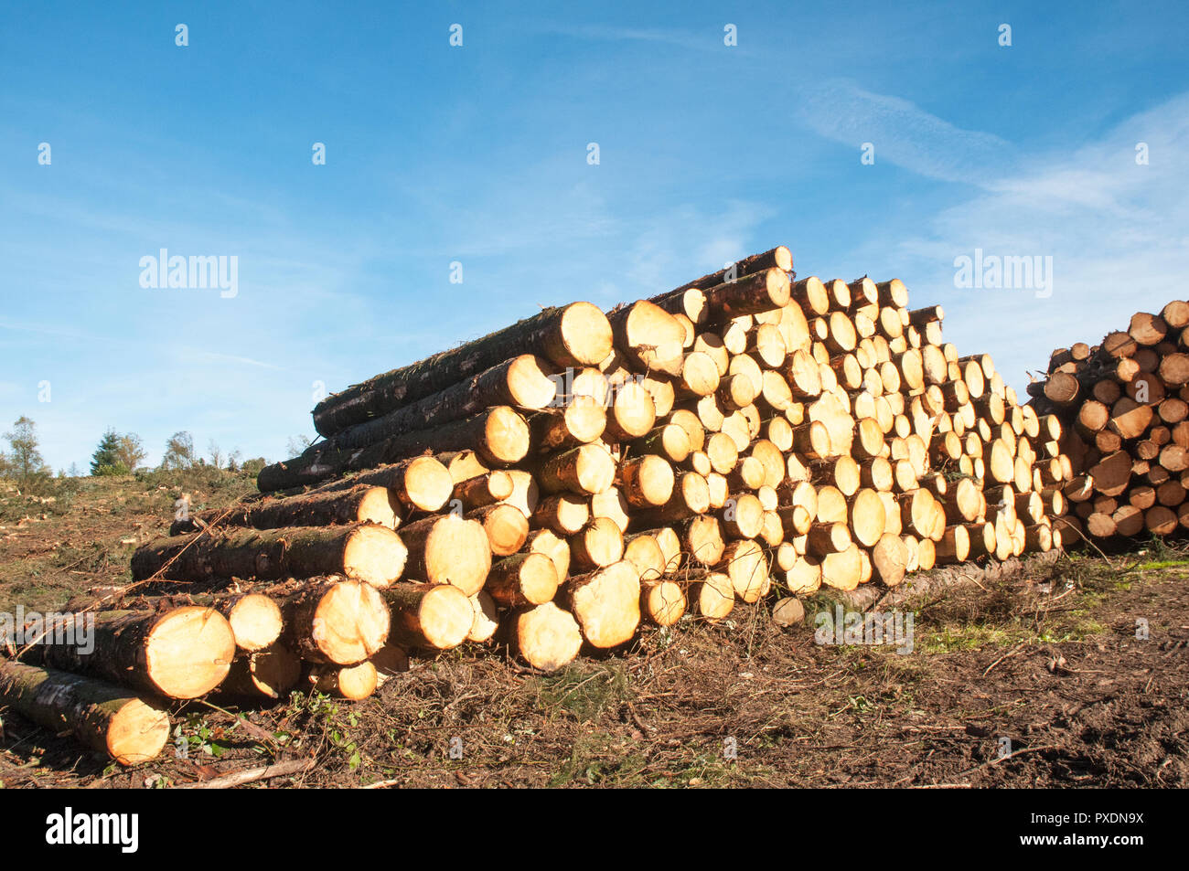 Tree trunks deforestation hi-res stock photography and images - Alamy