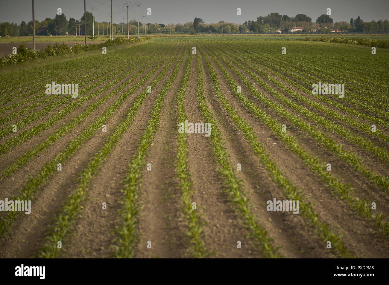 Cultivation of corn in a field: the corn is still small, shortly after ...