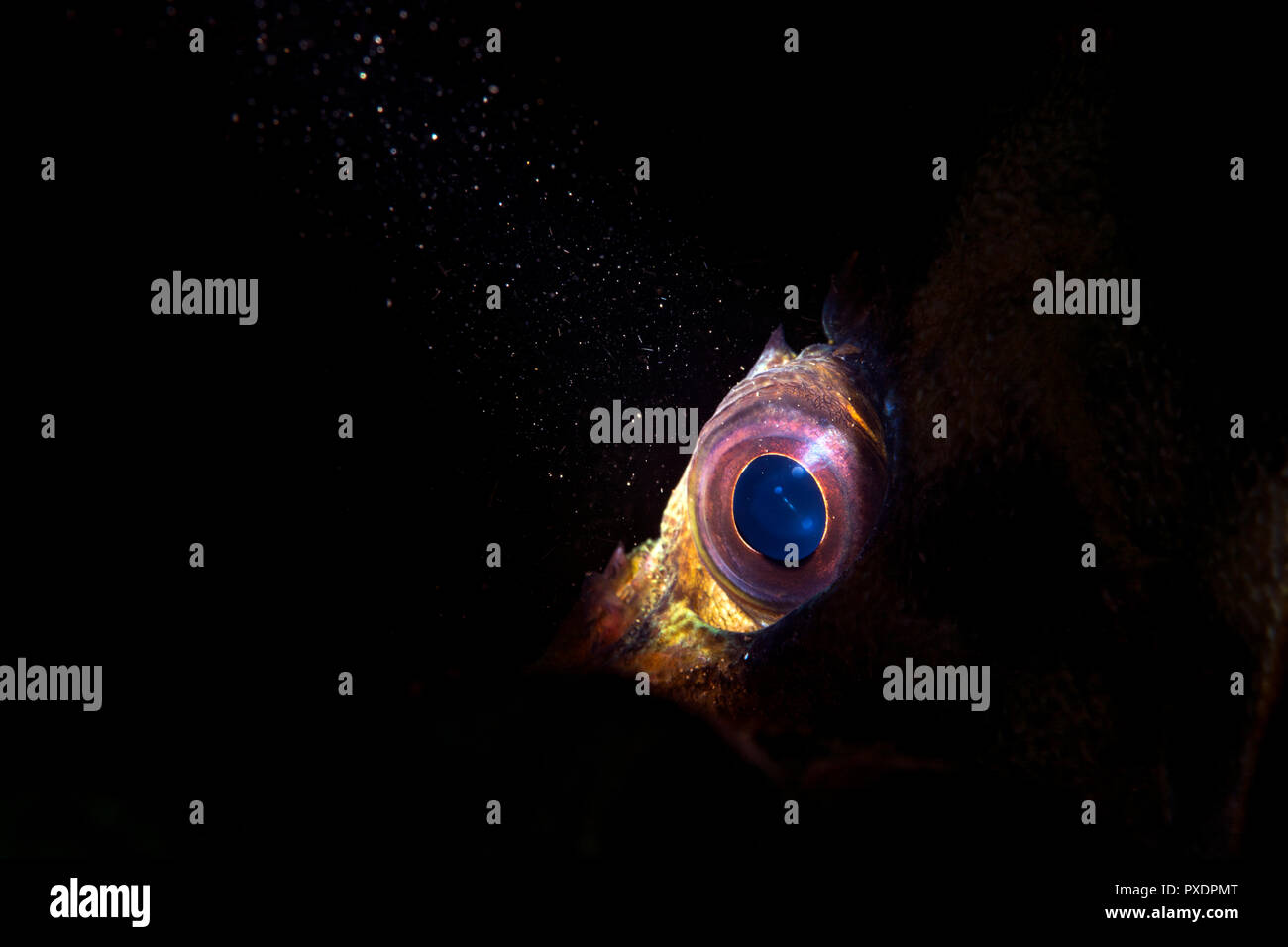 Optical snoot hi-res stock photography and images - Alamy