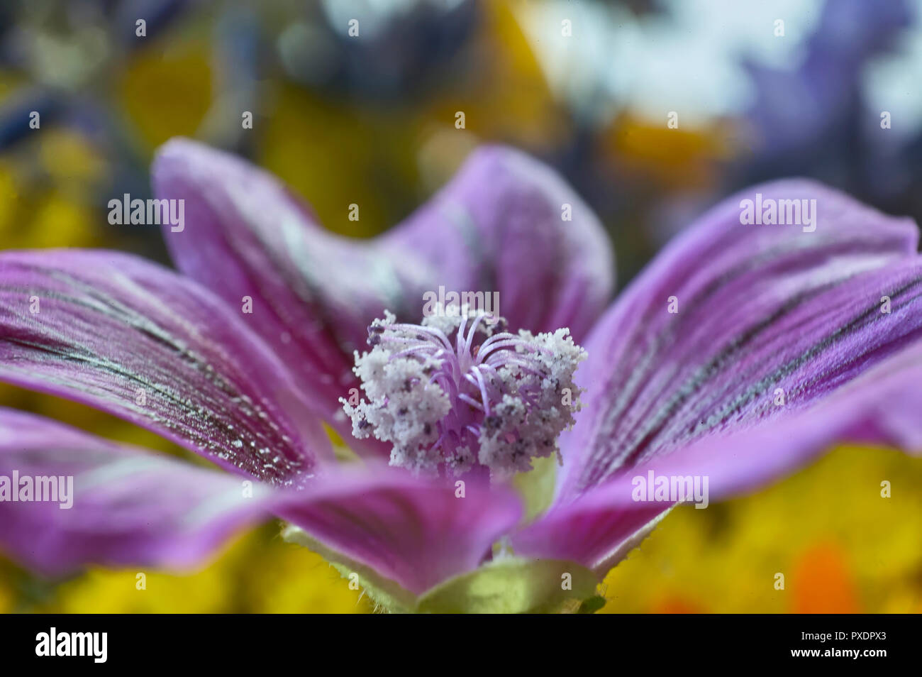Detail of the purple pistils and filaments of a purple flower, detail ...