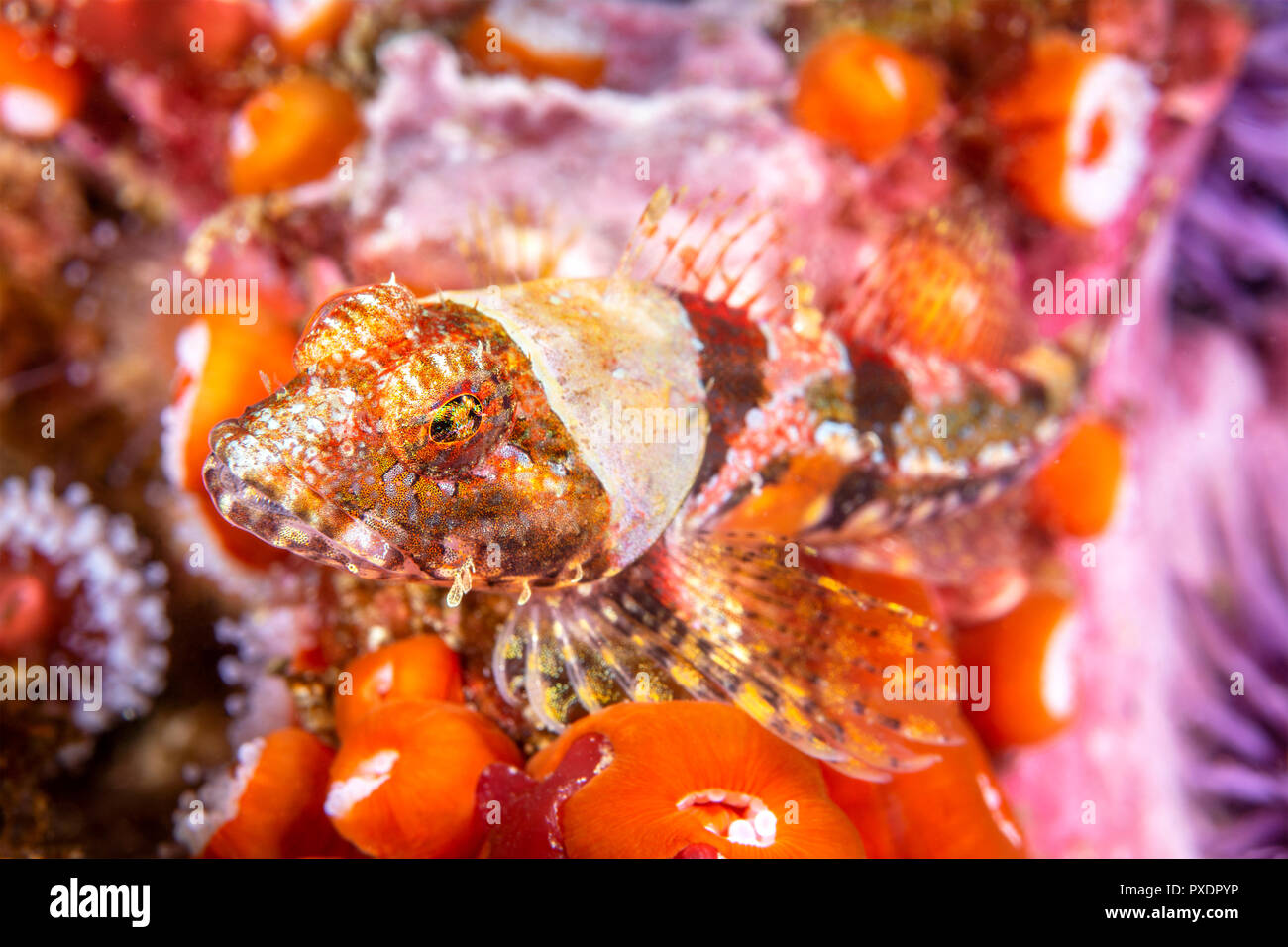 Cryptic animals hi-res stock photography and images - Alamy
