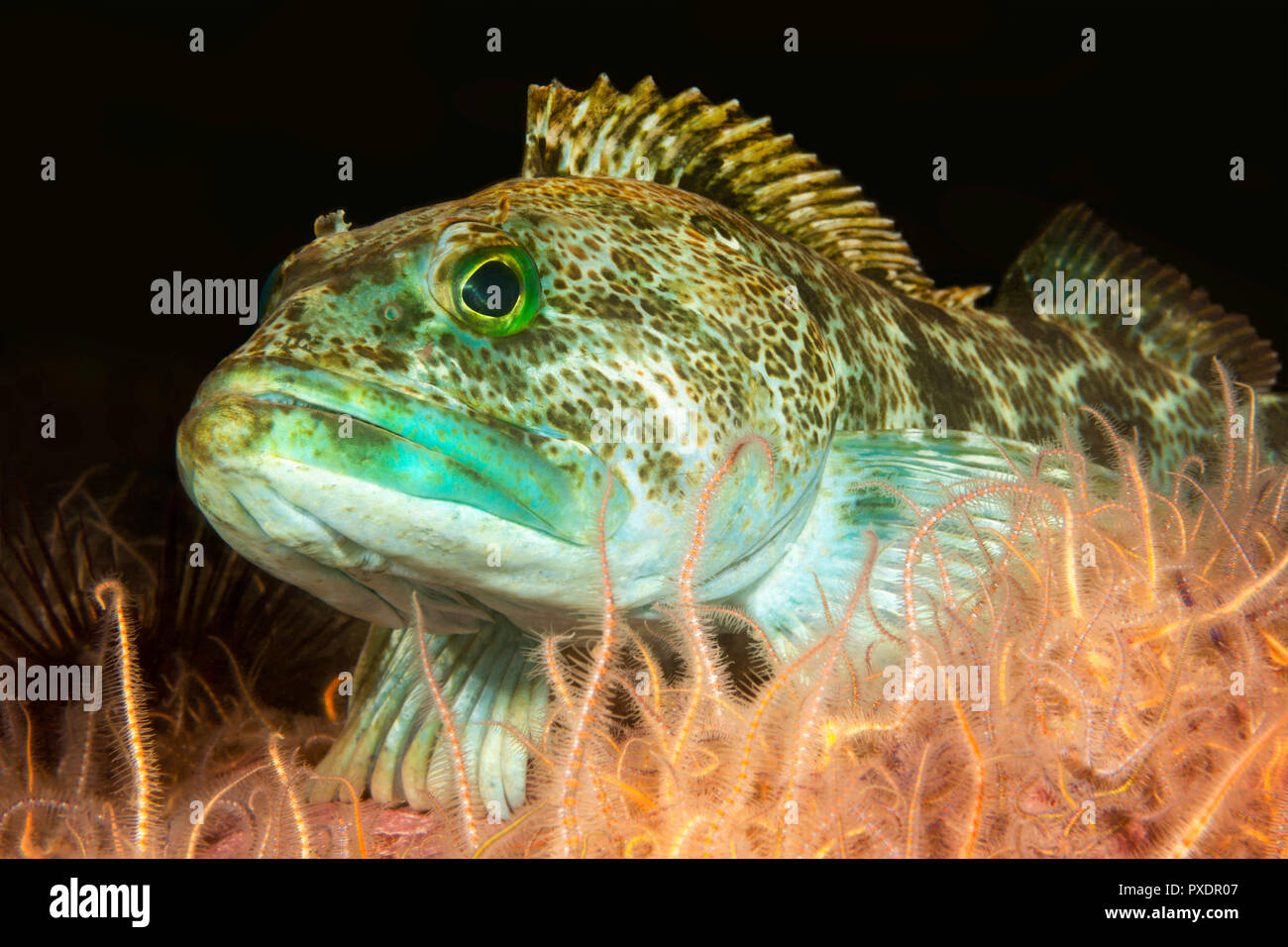 Game fish hi-res stock photography and images - Alamy