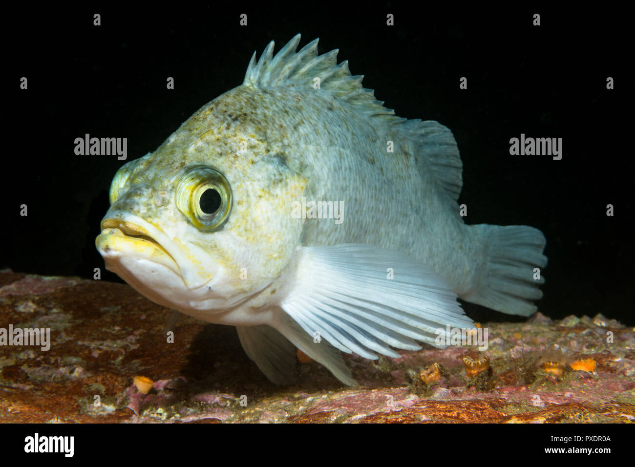 Game fish hi-res stock photography and images - Alamy