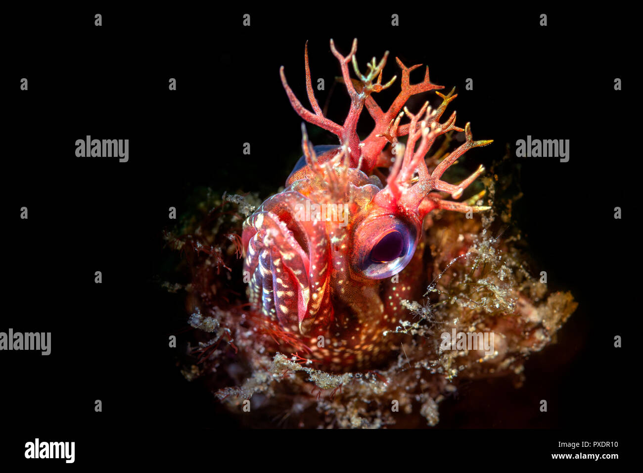 fish, fishes, animal, animals, reef fish, animals in the wild Stock ...