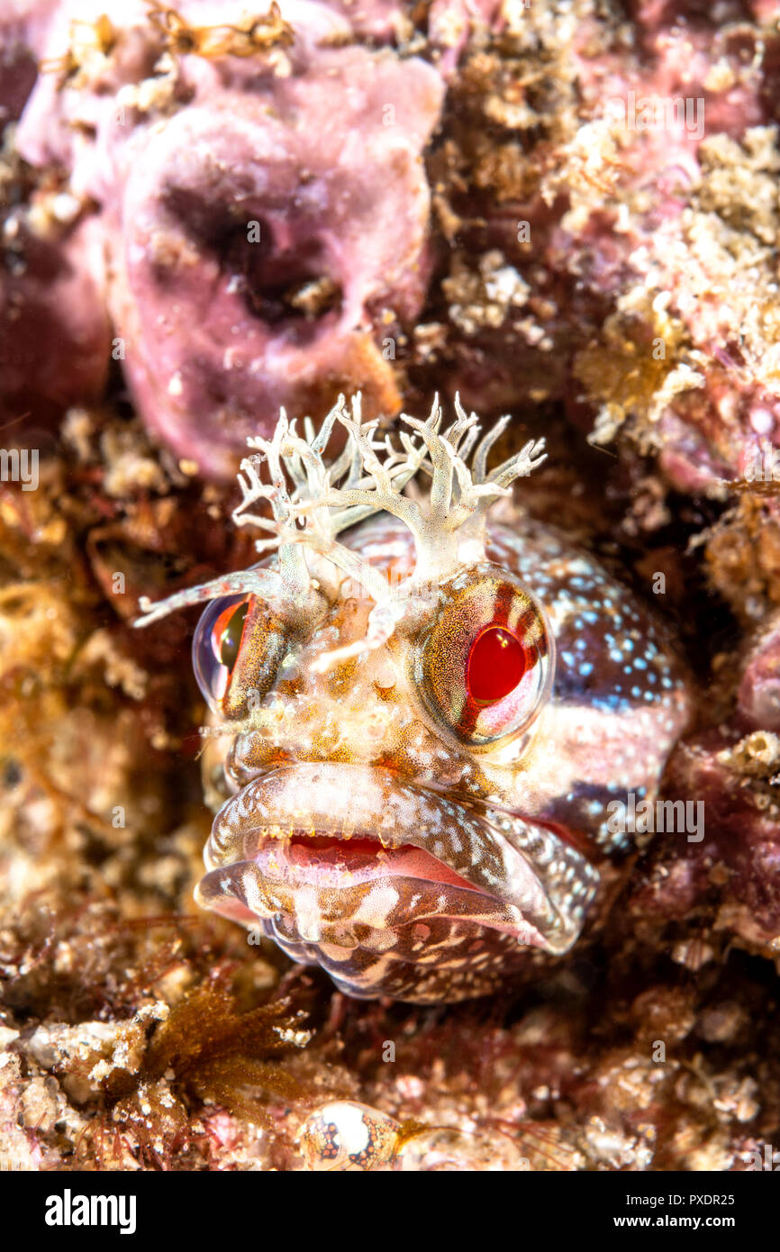 fish, fishes, animal, animals, reef fish, animals in the wild Stock ...