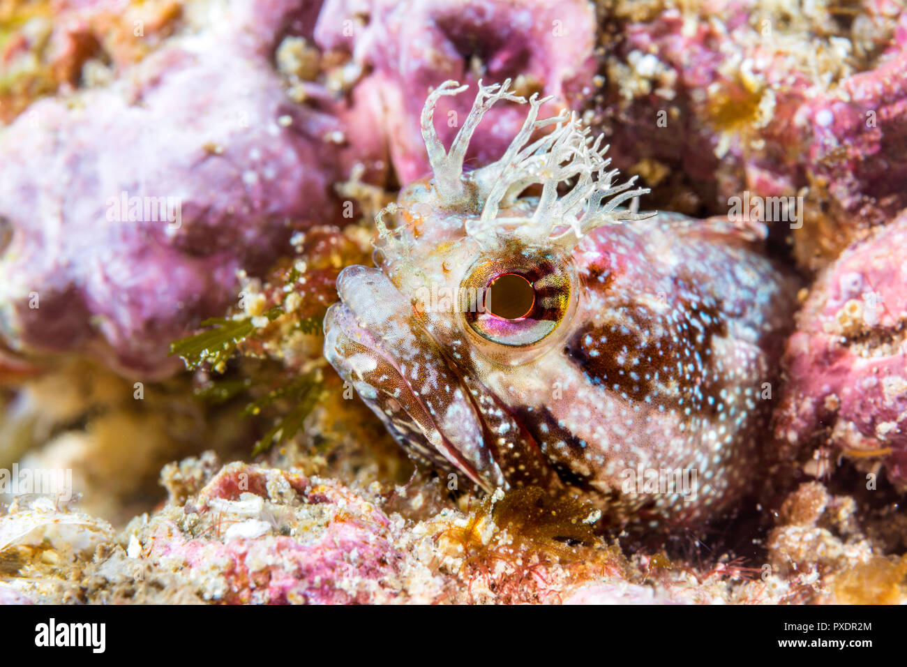 fish, fishes, animal, animals, reef fish, animals in the wild Stock ...