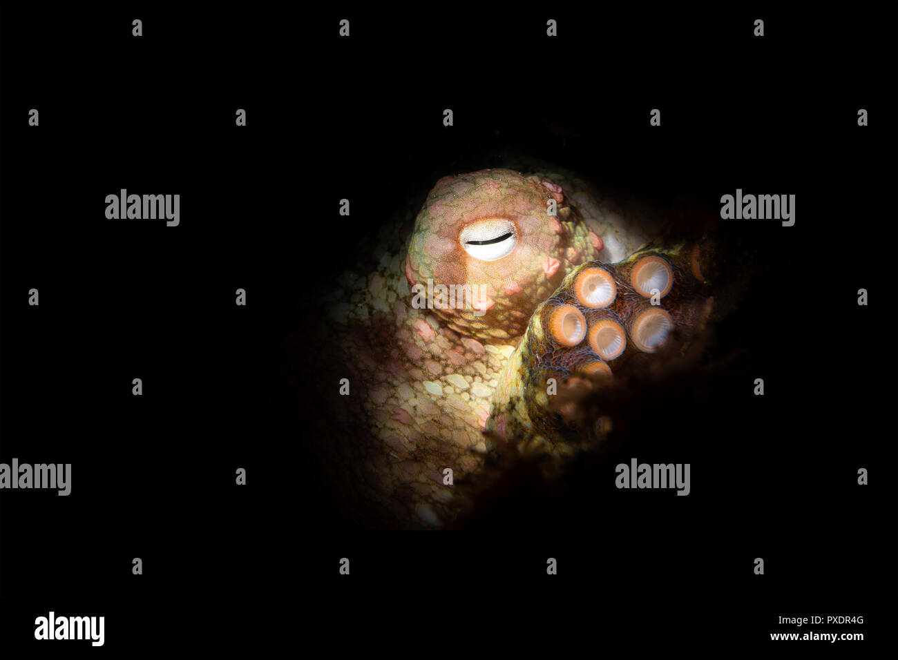 Cute sea animals hi-res stock photography and images - Alamy