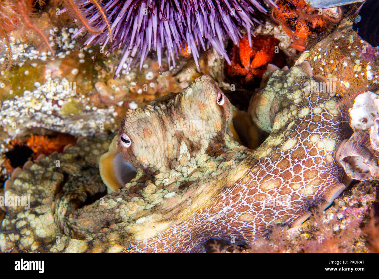 Octopus tentacles arms hi-res stock photography and images - Alamy
