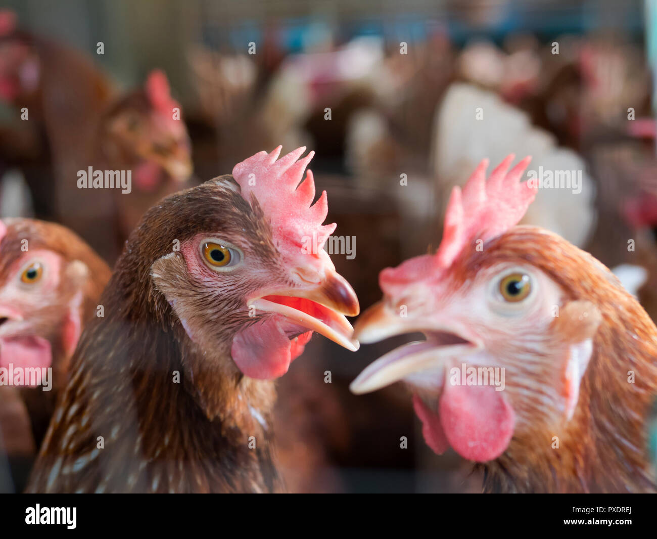 Close up hens in the farm. A lot of chickens. Select focus shallow ...