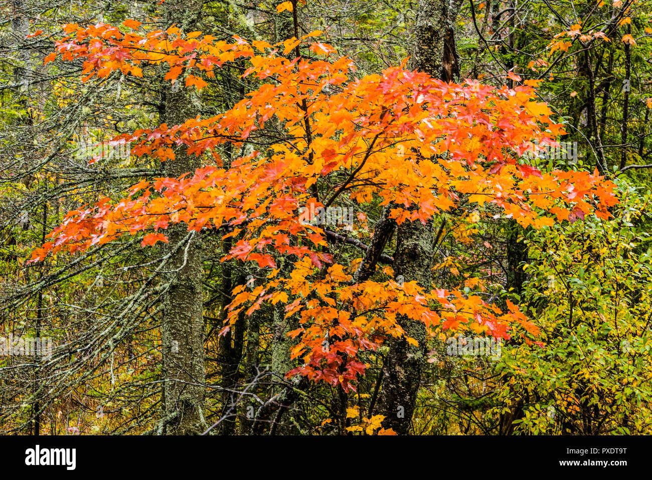 Autumn Leaves Green Mountain National Forest, Vermont, USA Stock Photo ...