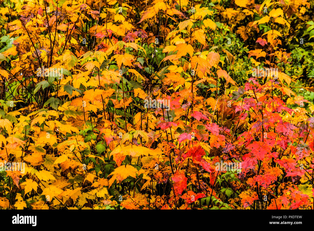 Green mountain national forest, vermont hi-res stock photography and ...