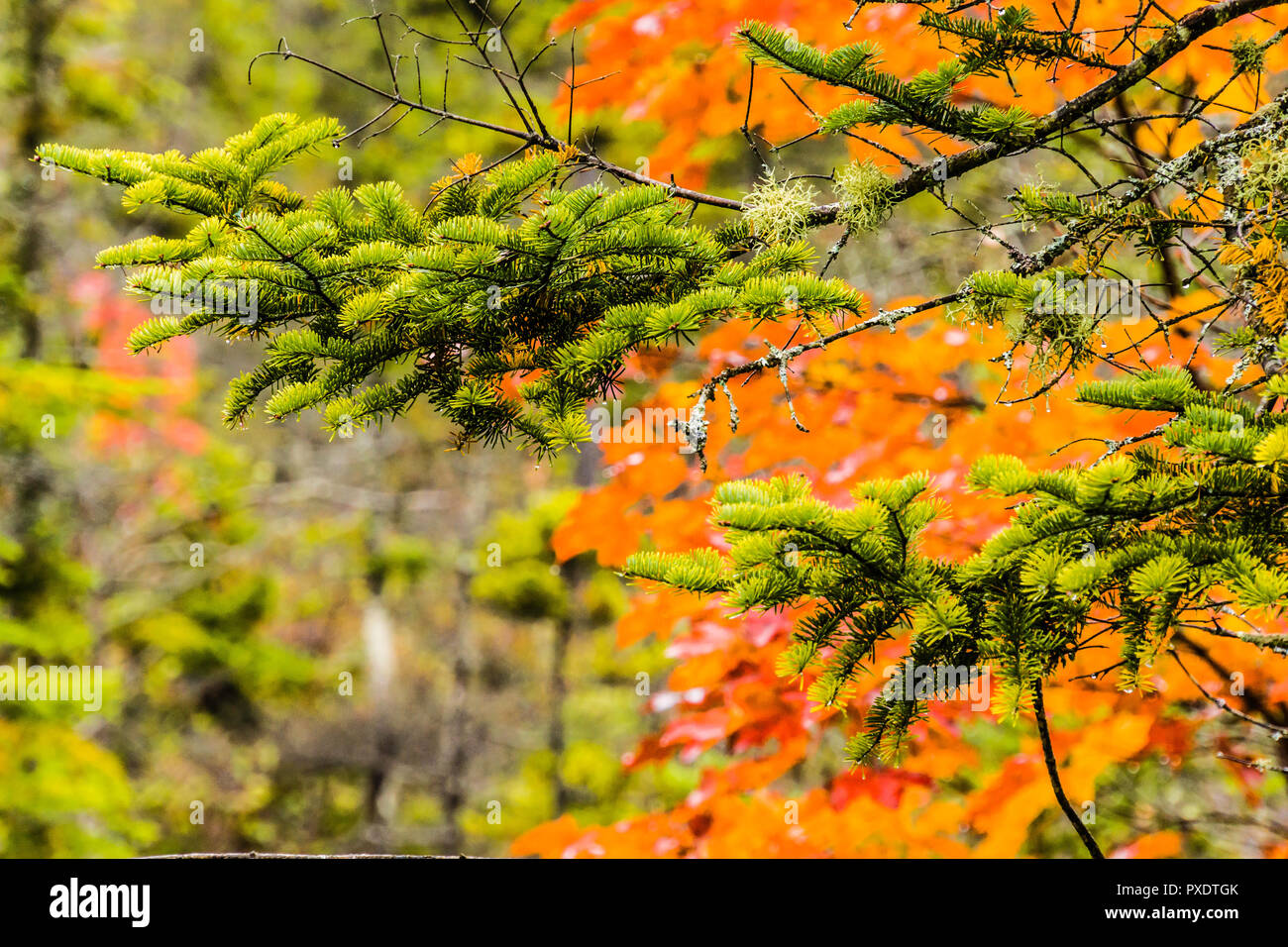 Autumn Leaves Green Mountain National Forest, Vermont, USA Stock Photo ...