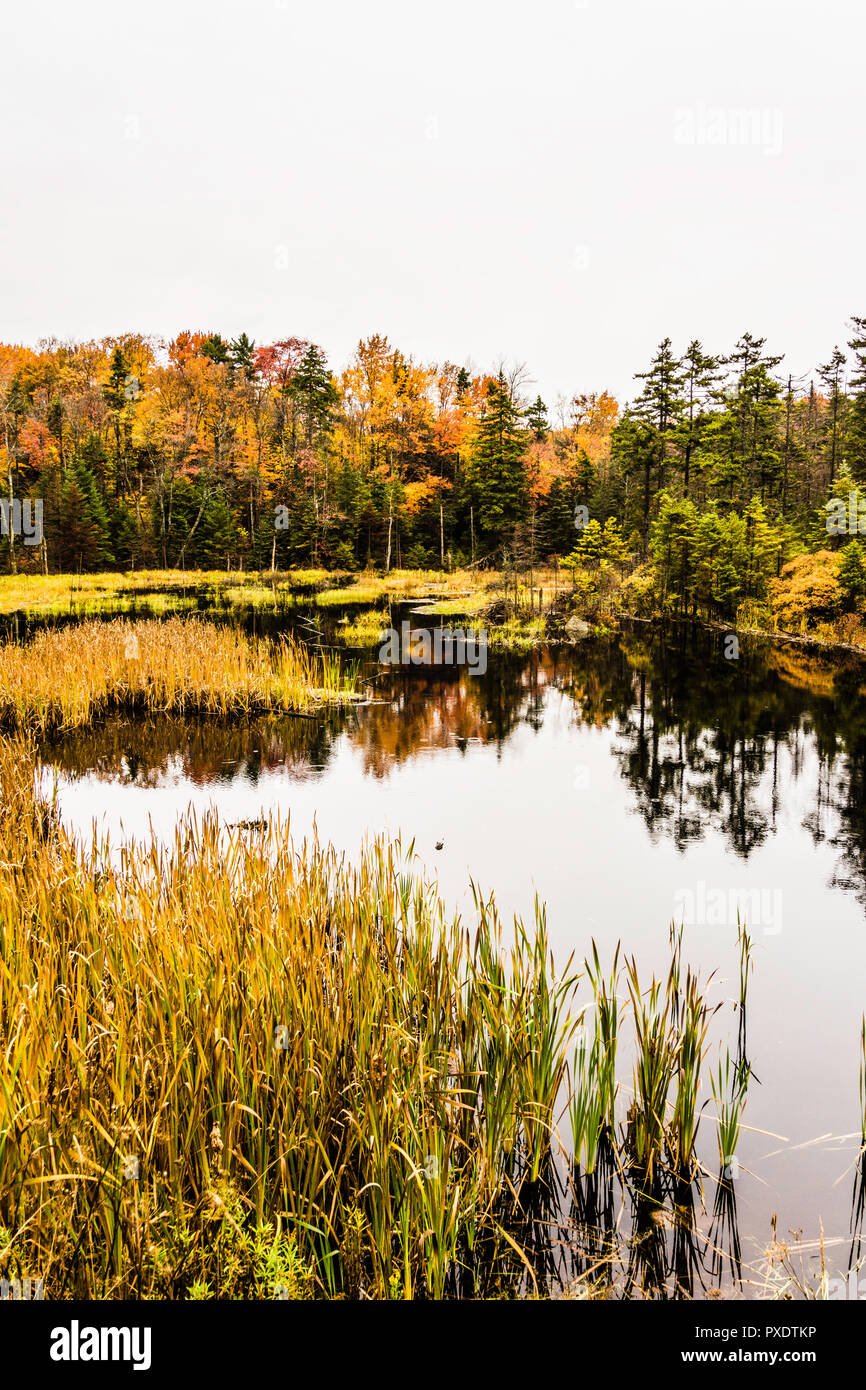 Beaver Pond Green Mountain National Forest, Vermont, USA Stock Photo ...