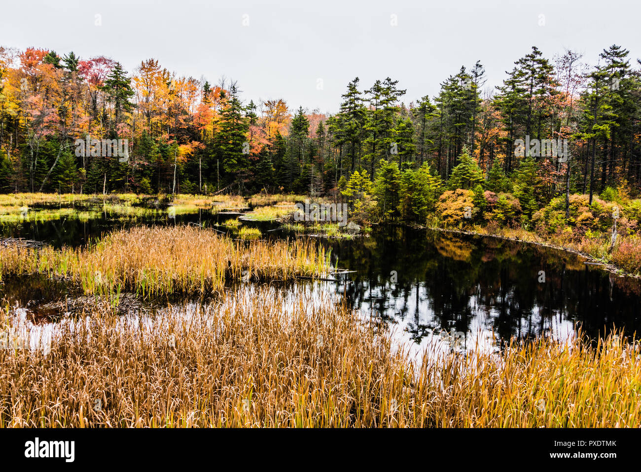 Beaver Pond Green Mountain National Forest, Vermont, USA Stock Photo ...