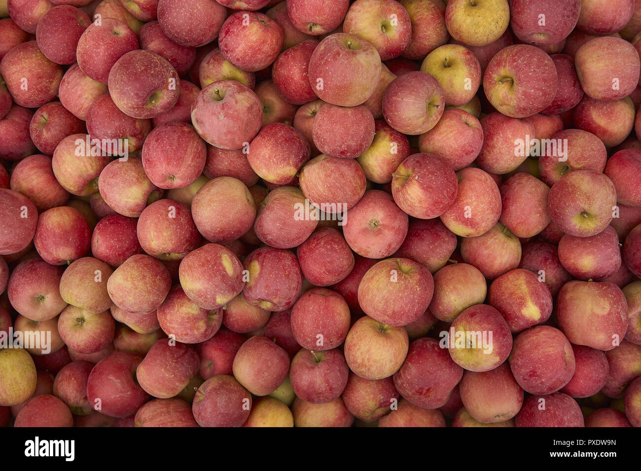Red apple texture: lots of red apples collected in a bins at the time ...