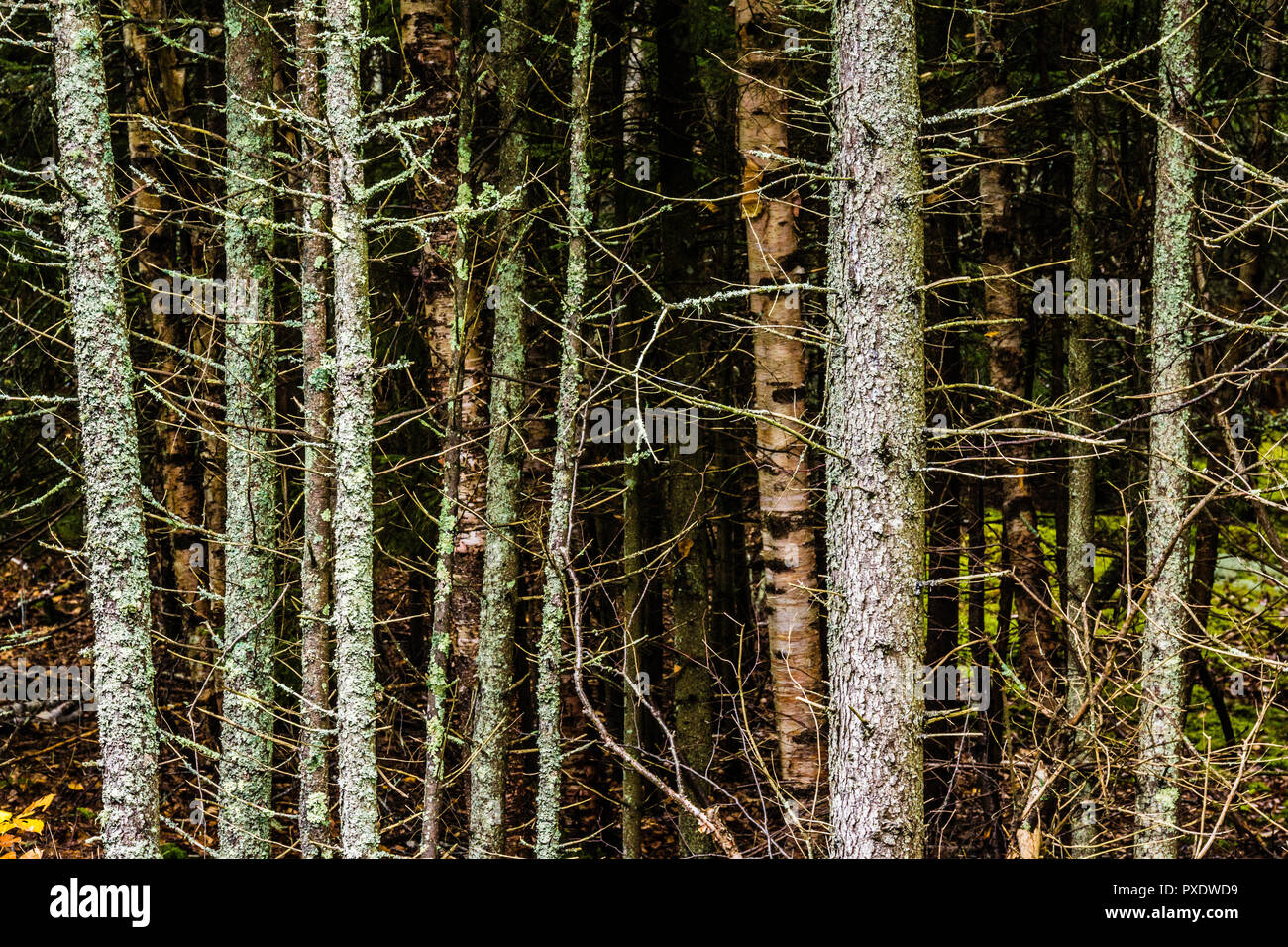 Acadia national park jordan cliffs hi-res stock photography and images ...