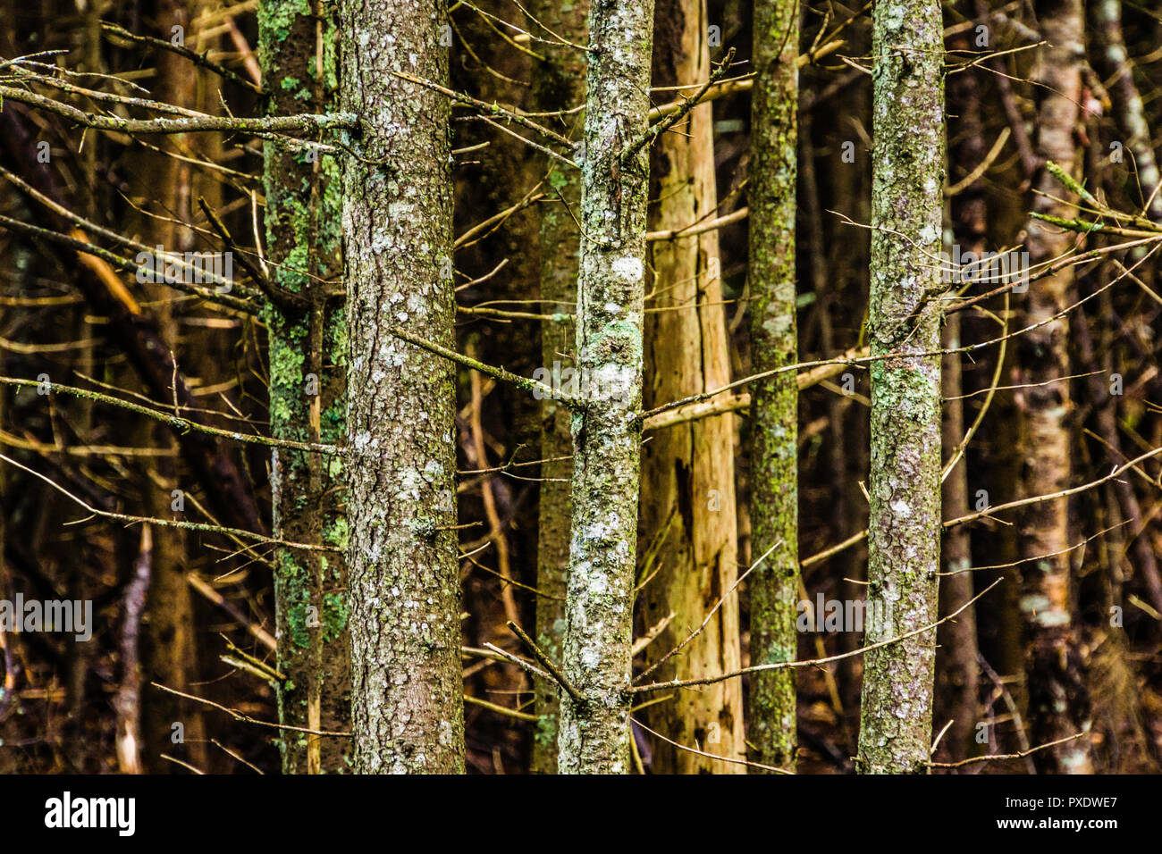 Coniferous Trees Acadia National Park Mount Desert Island, Maine, USA ...