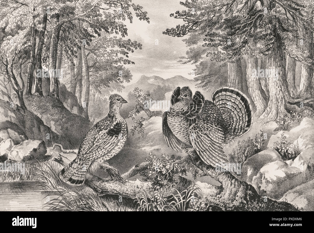 Mating - in the woods. Ruffed Grouse, circa 1872 Stock Photo - Alamy