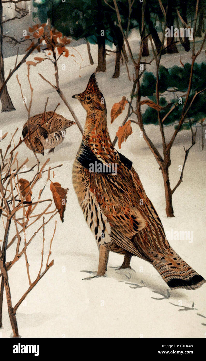 Ruffed Grouse (Bonasa Umbellus Stock Photo - Alamy