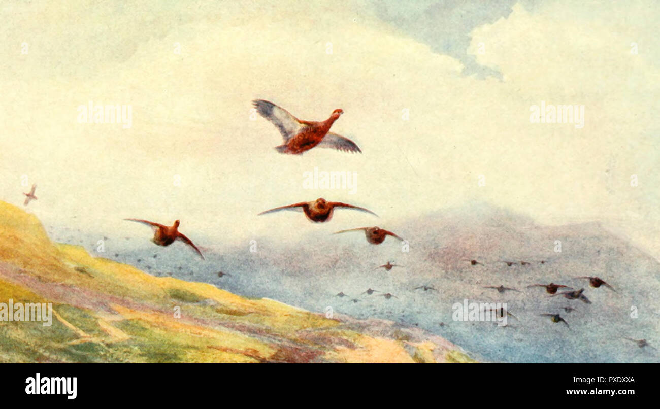 Flying grouse illustration hi-res stock photography and images - Alamy