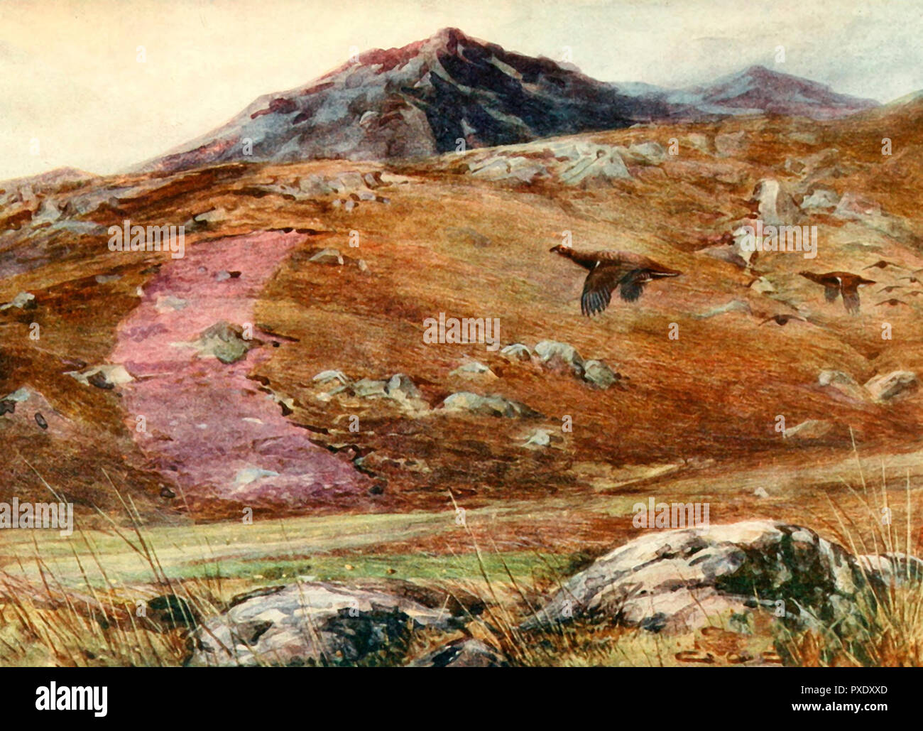 Heather moors scotland hi-res stock photography and images - Alamy