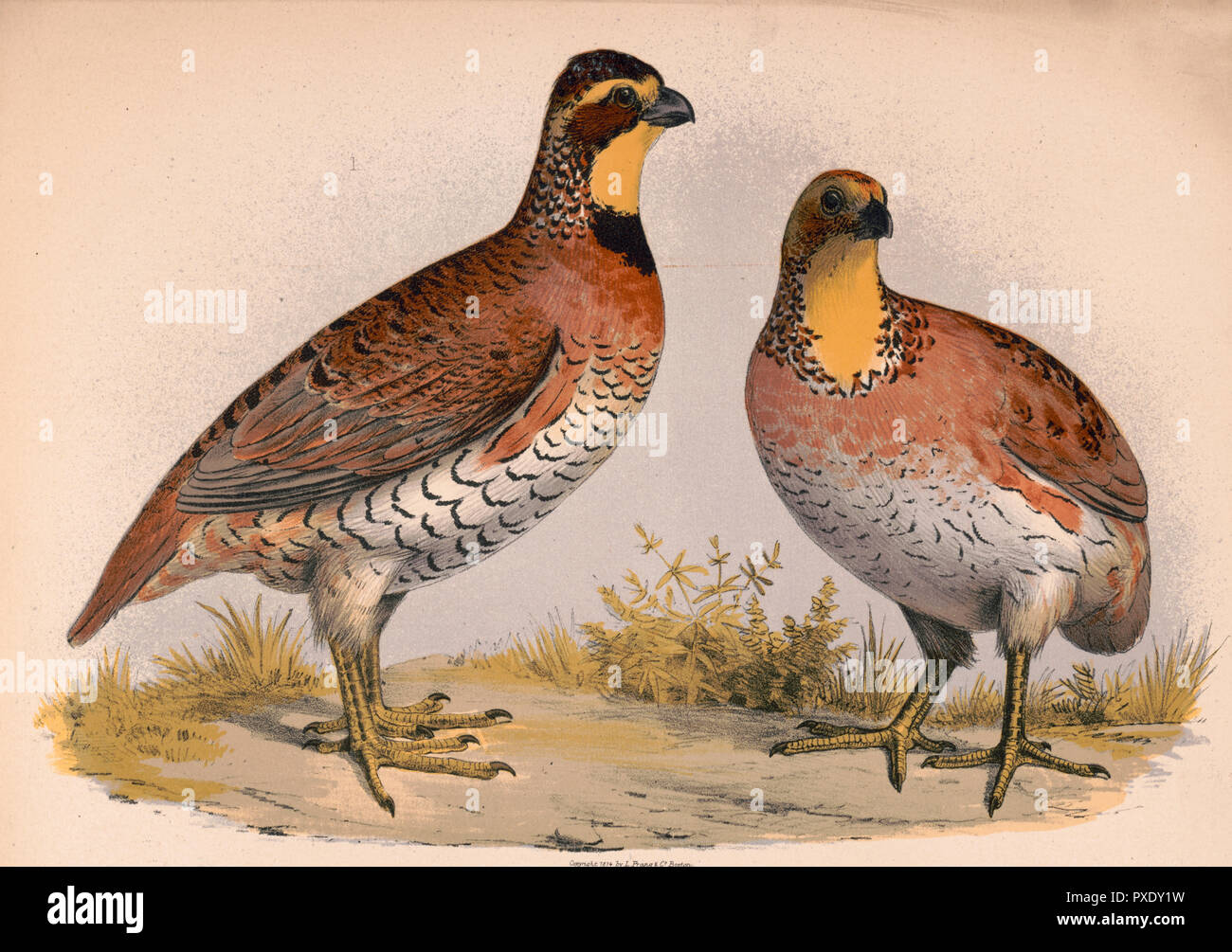 Quail male and female hi-res stock photography and images - Alamy