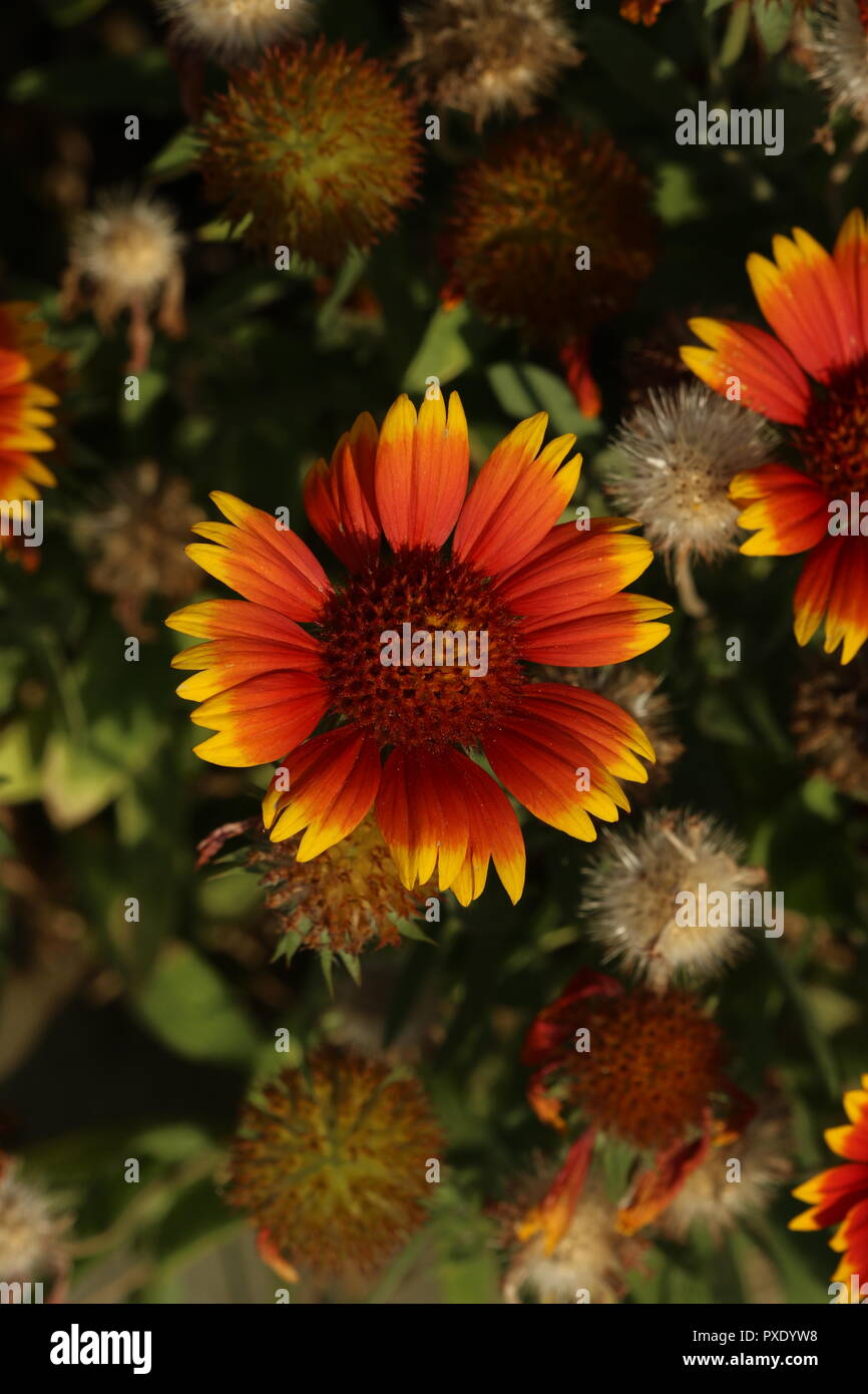 French daisy hi-res stock photography and images - Alamy