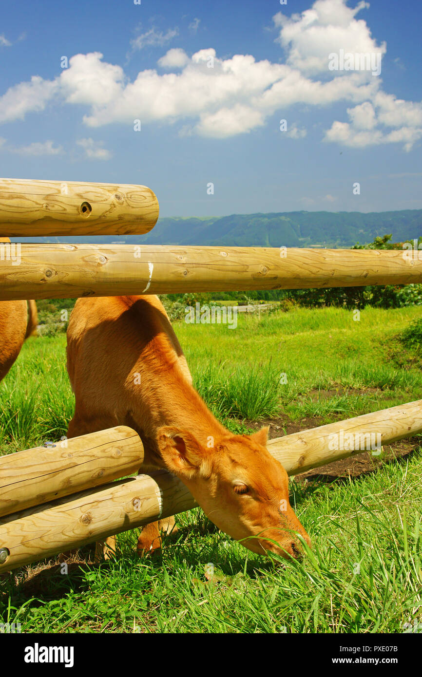Calf in Ranch Stock Photo - Alamy