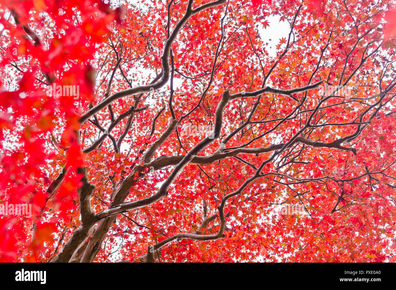 Japanese Fall Foliage Stock Photo - Alamy