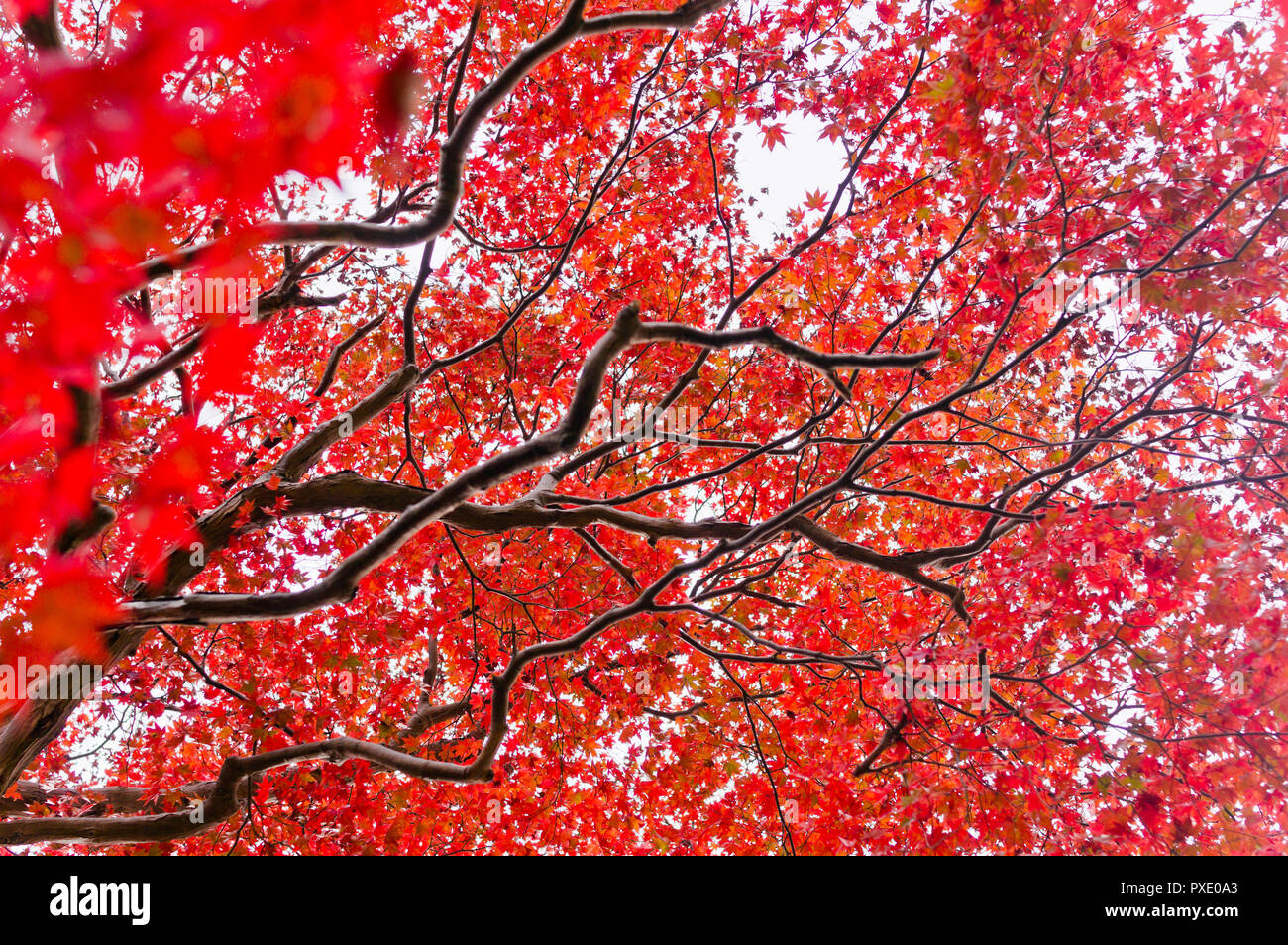 Japanese Fall Foliage Stock Photo - Alamy