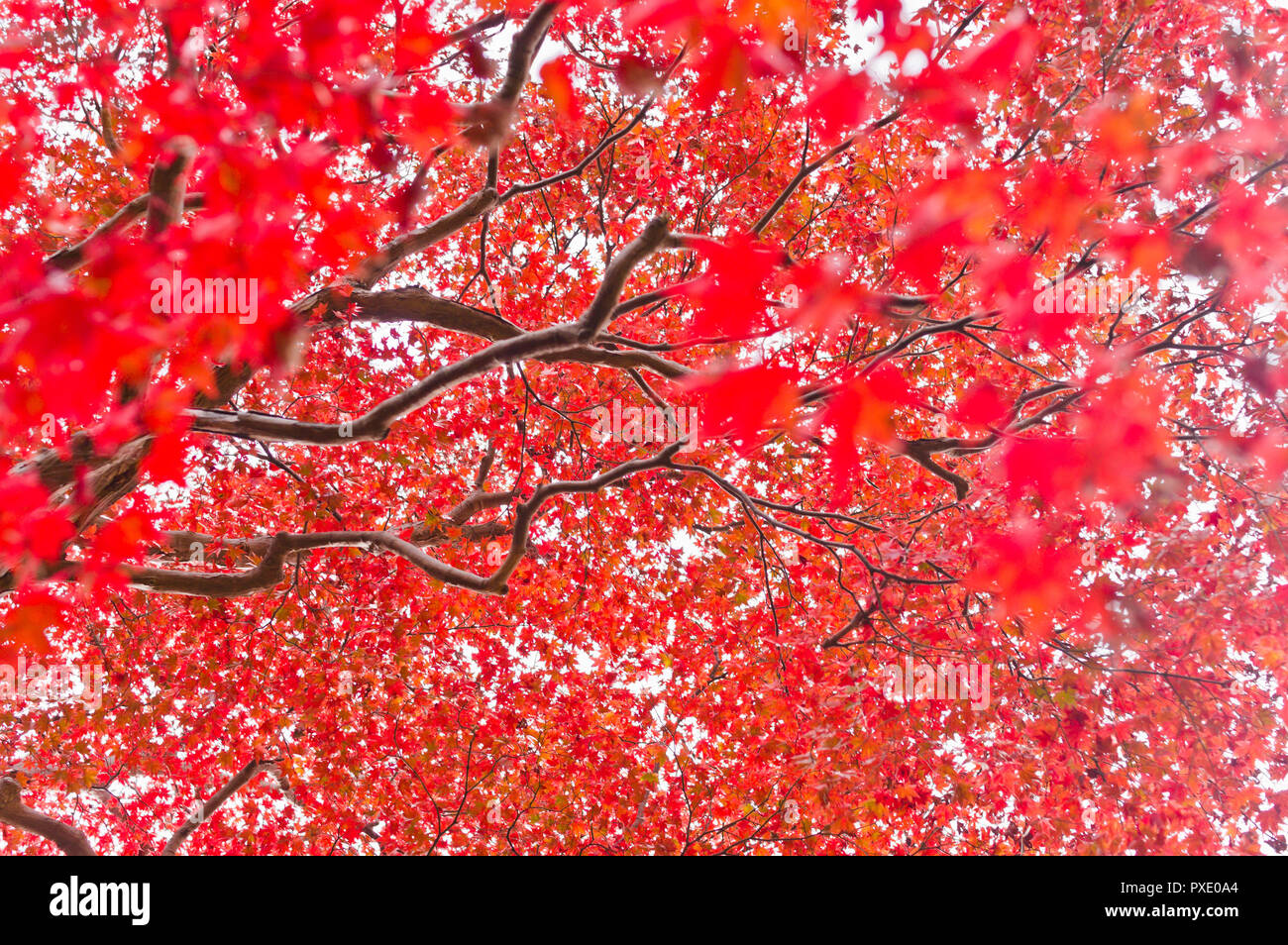 Japanese Fall Foliage Stock Photo - Alamy