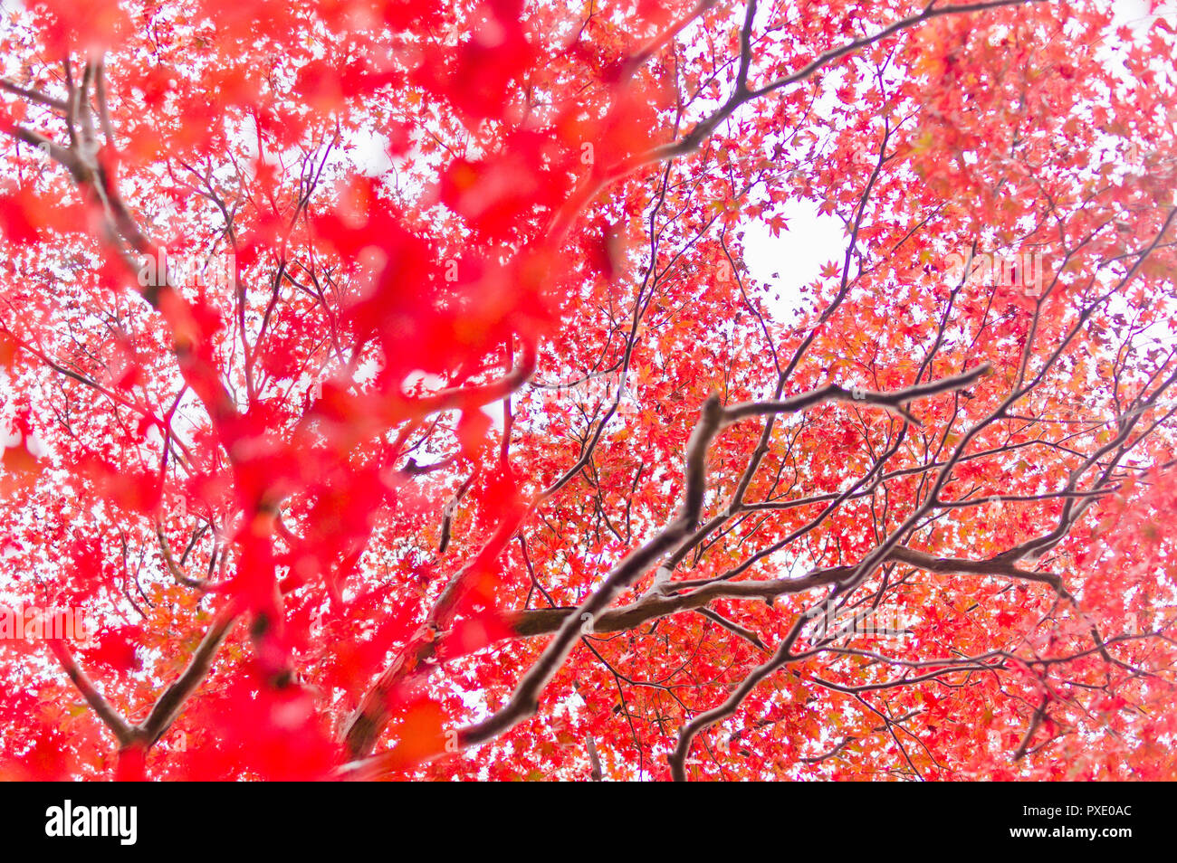 Japanese Fall Foliage Stock Photo - Alamy