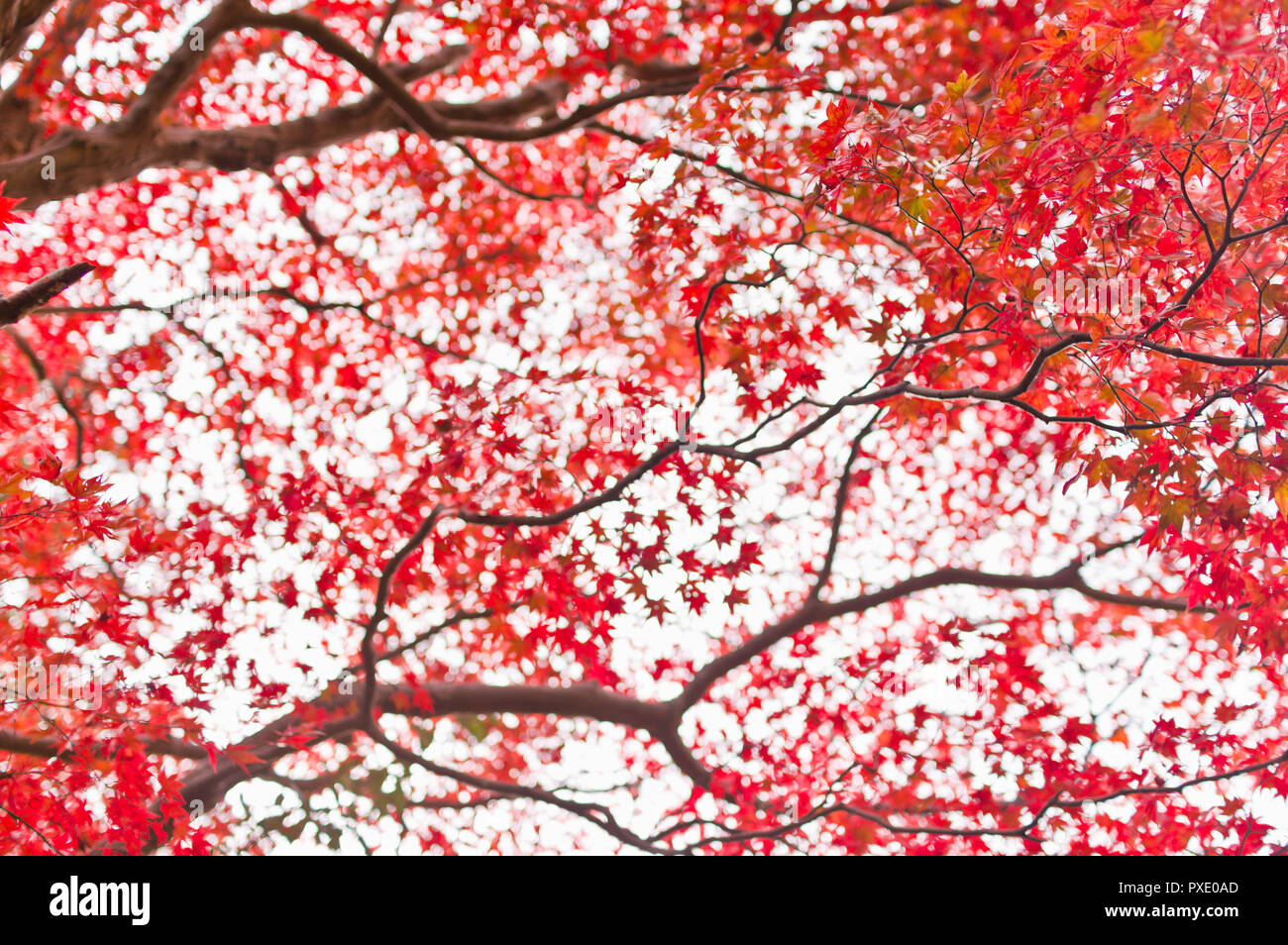 Japanese Fall Foliage Stock Photo - Alamy