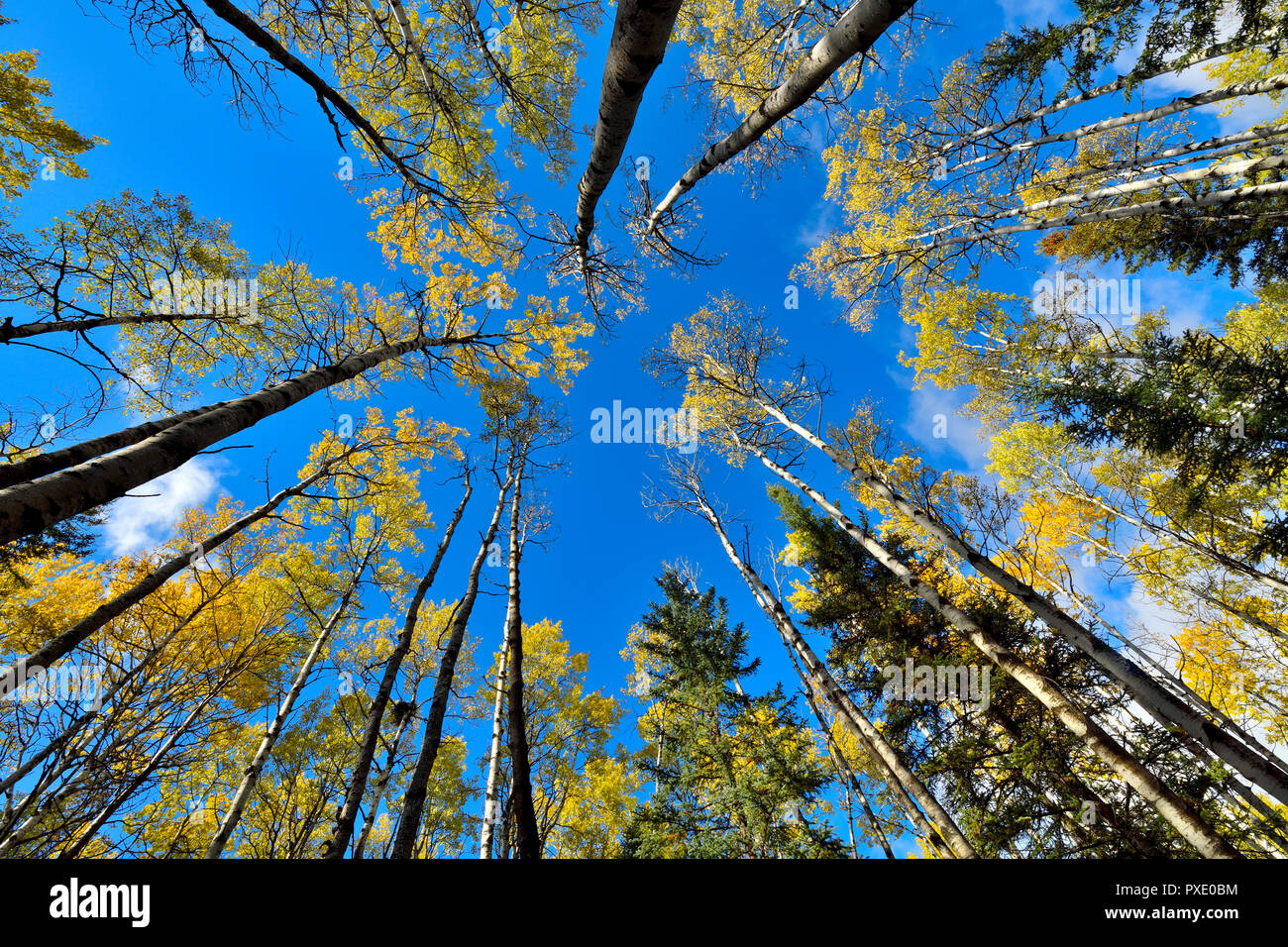 Mixed tree colours hi-res stock photography and images - Alamy