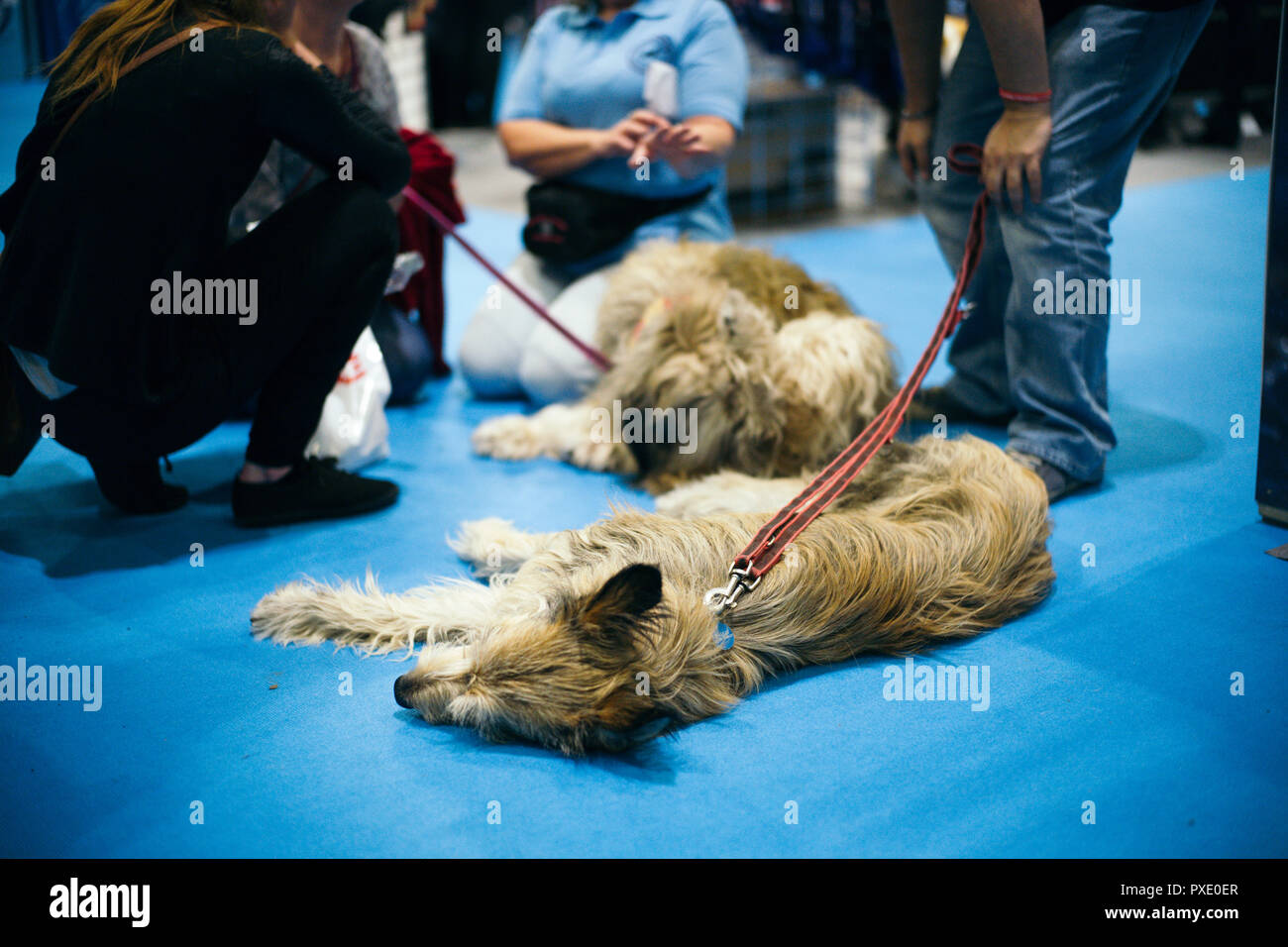 London, UK. 21st October, 2018. Discover Dogs 2018, London’s biggest ...