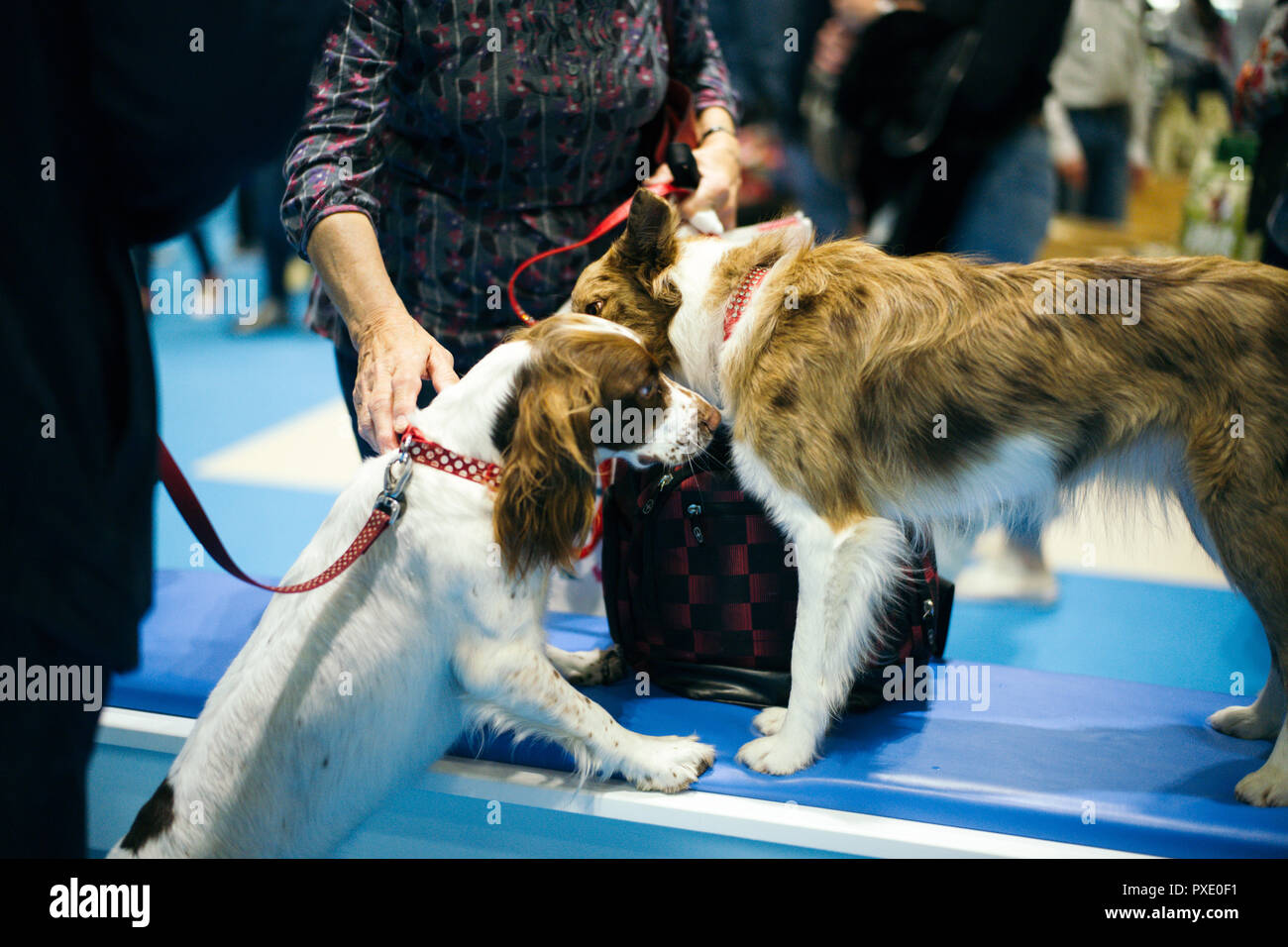 London dog show hi-res stock photography and images - Alamy