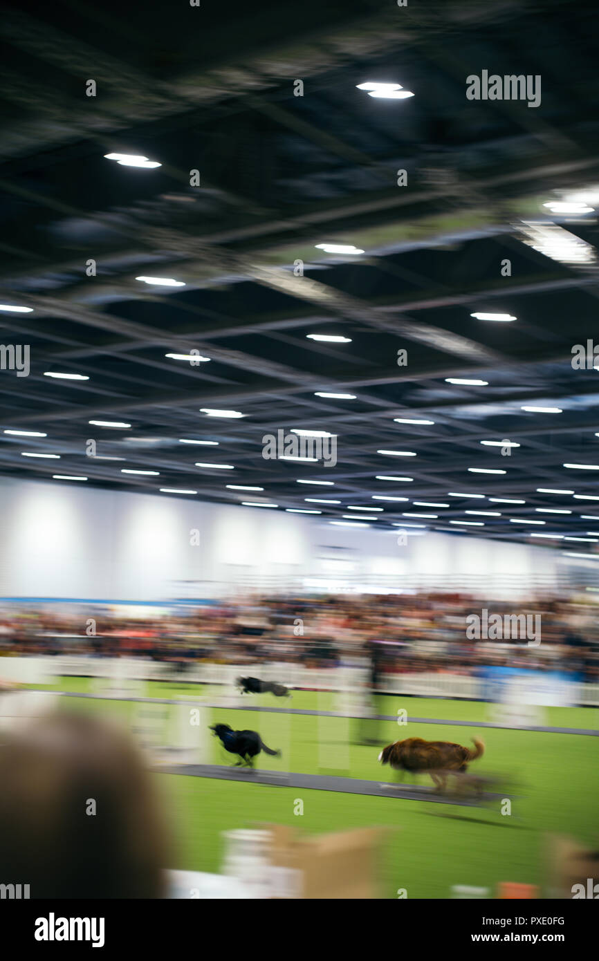 London, UK. 21st October, 2018. Discover Dogs 2018, London’s biggest ...