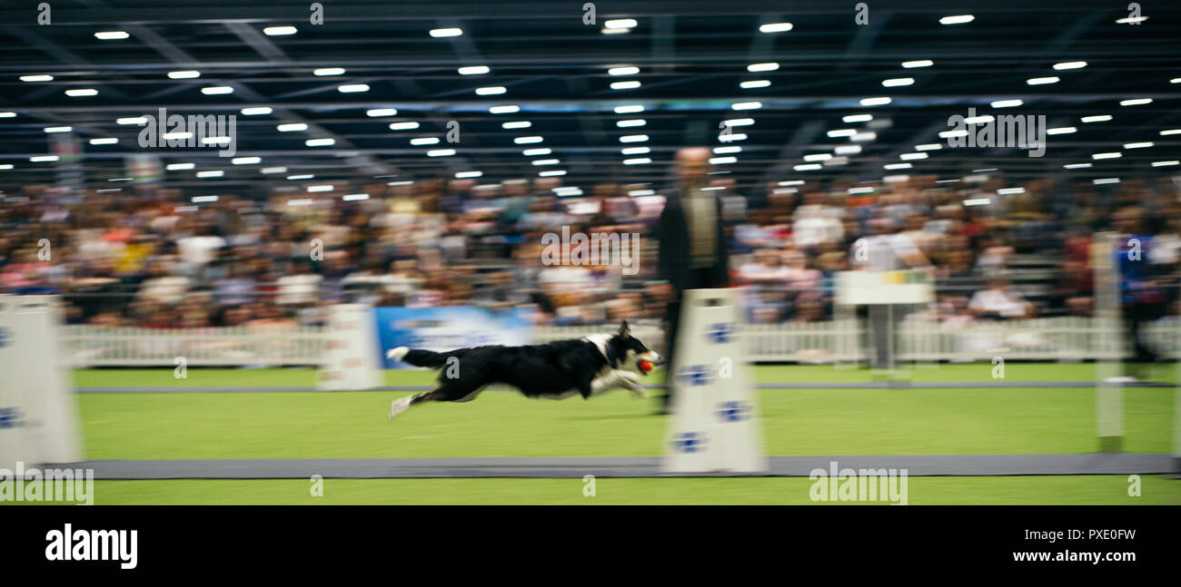 London, UK. 21st October, 2018. Discover Dogs 2018, London’s biggest ...