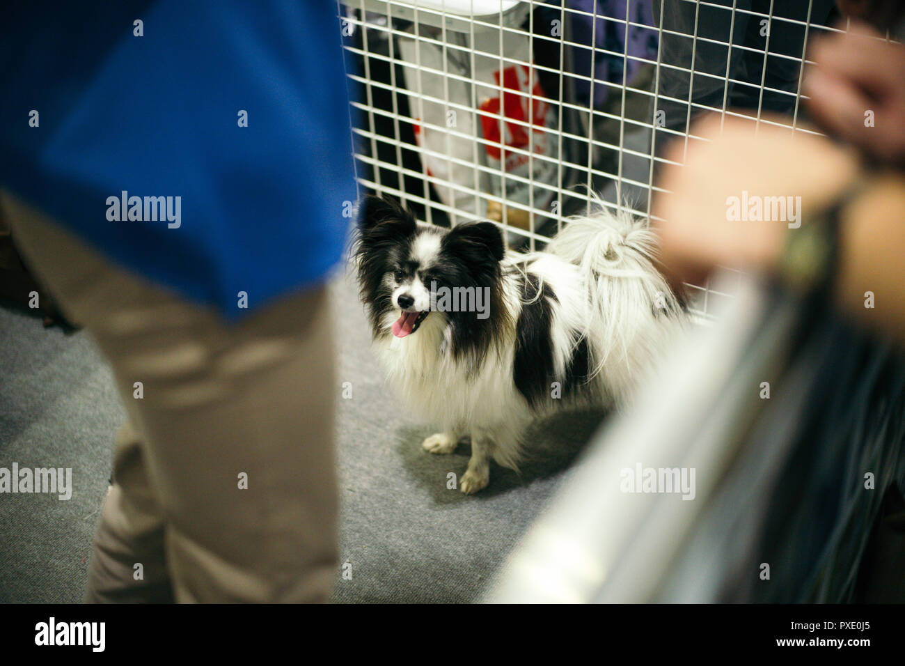 London dog show hi-res stock photography and images - Alamy