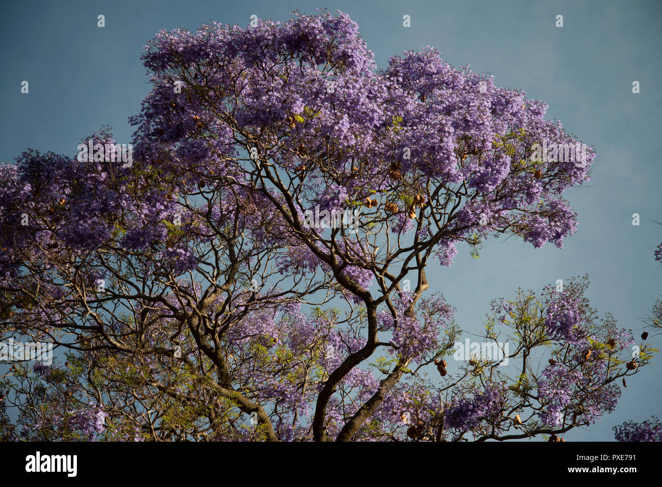 Jacaranda tree blossoms south africa hi-res stock photography and ...