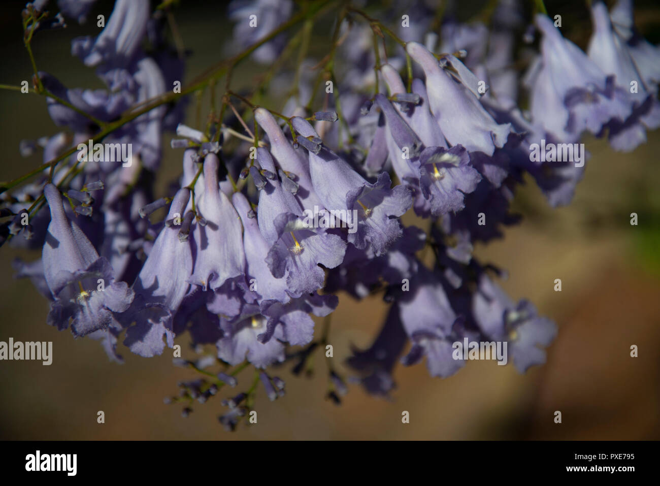 Jacaranda tree blossoms south africa hi-res stock photography and ...