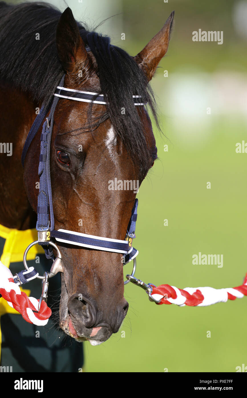 Kyoto, Japan. 21st Oct, 2018. Fierement Horse Racing : Fierement after ...