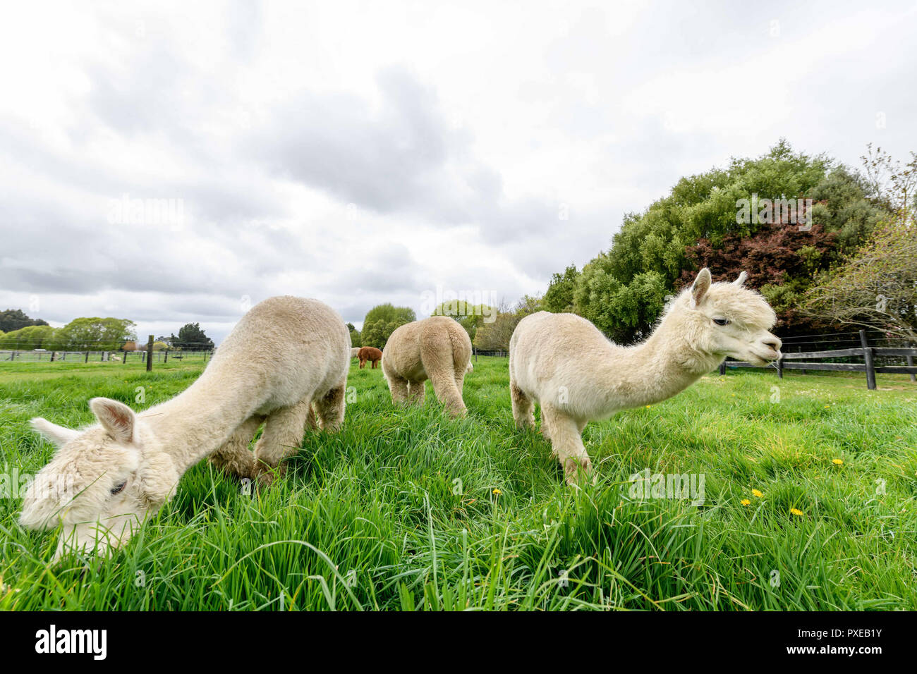 Kaiapoi hi-res stock photography and images - Alamy