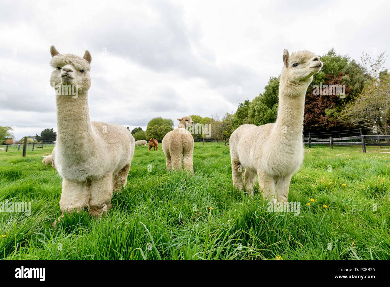 Kaiapoi, New Zealand - October 5, 2018 - Huacaya Alpacas are seen at ...